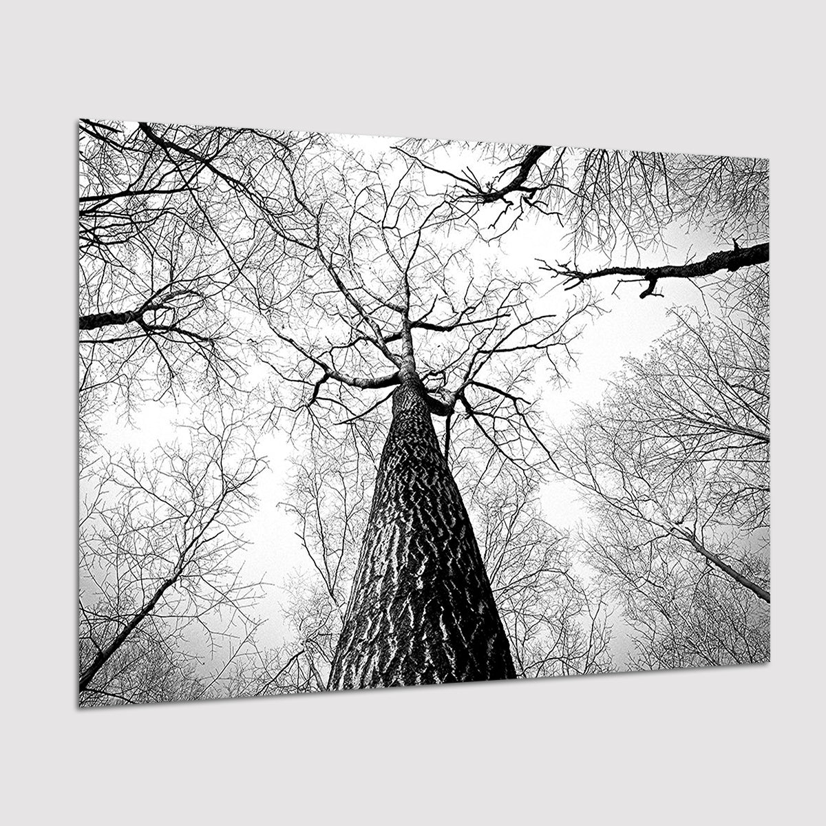 Black And White Trees Art Poster Prints Wall Art Decor, Unframe, Poste ...