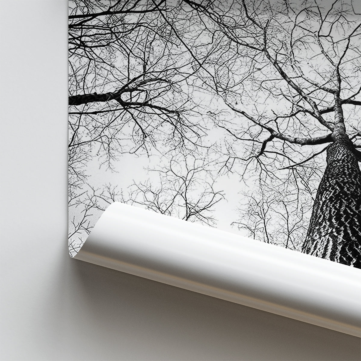 Black And White Trees Art Poster Prints Wall Art Decor, Unframe, Poste ...