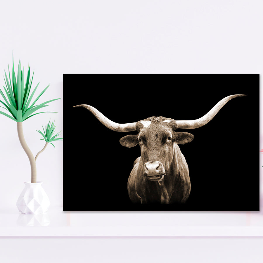 Close Up Portrait Of Texas Longhorn Cow With Black Background Framed A ...